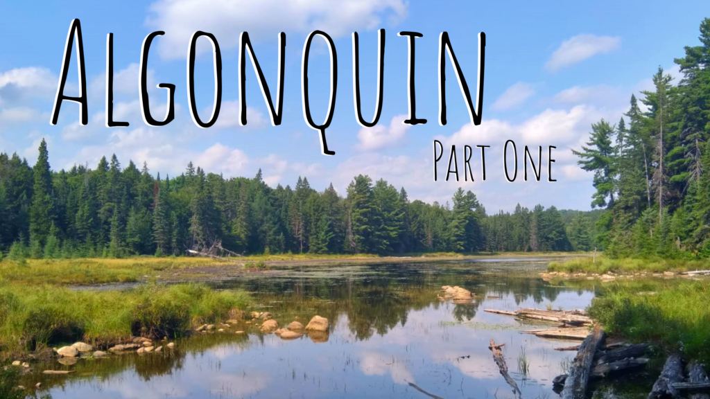 Algonquin Park, Part I | Moosing Around