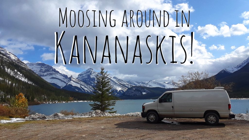 Moosing around in Kananaskis! | Moosing Around